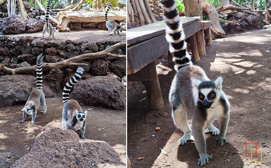 Oasis Wildlife Fuerteventura (horarios y entradas) - MuchoTurismo.com